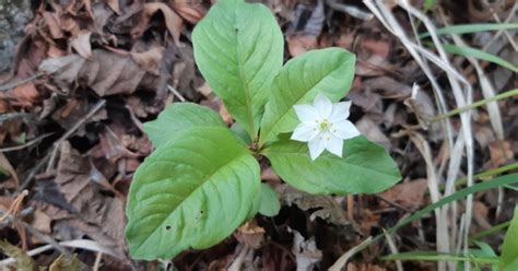 황진이보다 예쁜 기생꽃 조기 개화