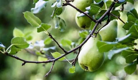 USDA Zone Where Is It What To Plant Tips To Success