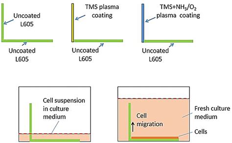 Schematic Diagram For Cell Migration Test Download Scientific Diagram