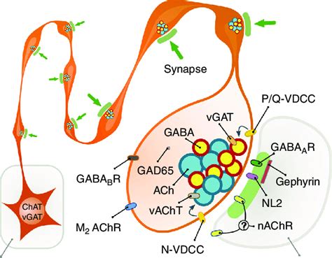 Illustration Of Cholinergic Terminals And Their Synaptic Architecture