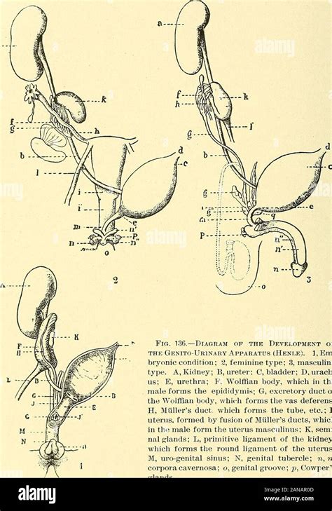 Treatise On Gynaecology Medical And Surgical Dremain Independent Of The Rest Of The Genital