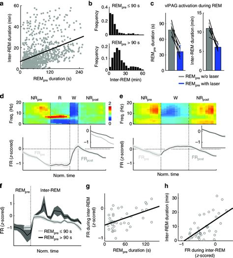 Homeostatic Modulation Of Rem Sleep And Rem Off Neuron Activity A Download Scientific Diagram