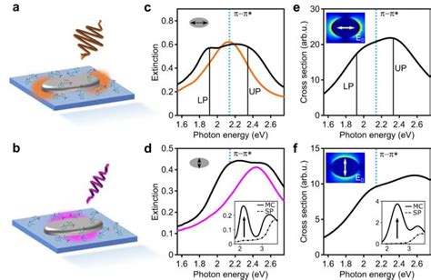 Sub Picosecond Collapse Of Molecular Polaritons To Pure Molecular Transition In Plasmonic