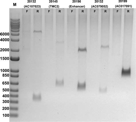 Validation Of Unique Line 1 Insertions Using Pcr Download Scientific Diagram