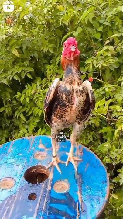 پیراکند۰۹۱۱۸۰۴۴۳۷۴ کوشامو زینتی مرغ خروس جوجه سگ ابریشمی کبوتر