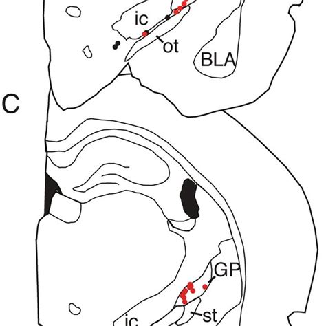 An Example Of Retrograde Labeling Of Bf Cells That Project To A1 A E Download Scientific
