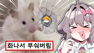 양아지 소나위키