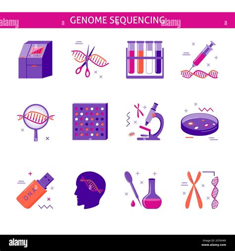 Collection Of Dna Research Icons In Flat Style Genome Sequencing Process Symbols Isolated On