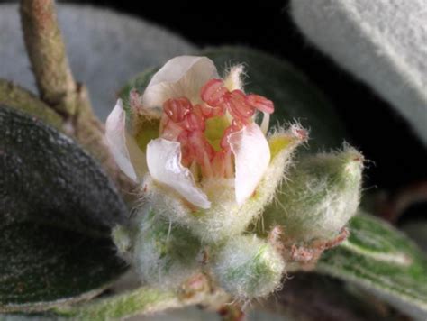 Flora Of New Zealand Taxon Profile Cotoneaster Amoenus