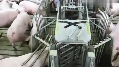 全自动养猪场实拍——自动检测、喂料，让每一头猪都能吃好！高清1080p在线观看平台腾讯视频