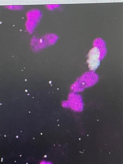 Czi Files Correction Rmicroscopy