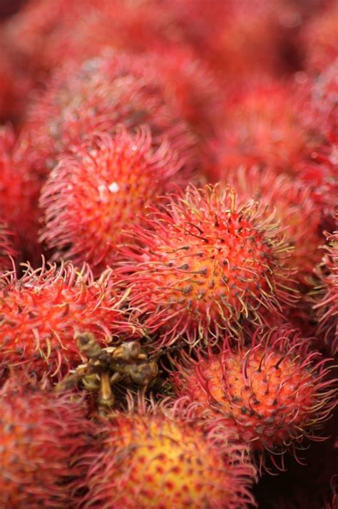 Pin By Mrsb🐝~ On Watermelon Sorbet~🍉🍧 Exotic Fruit Kinds Of Fruits