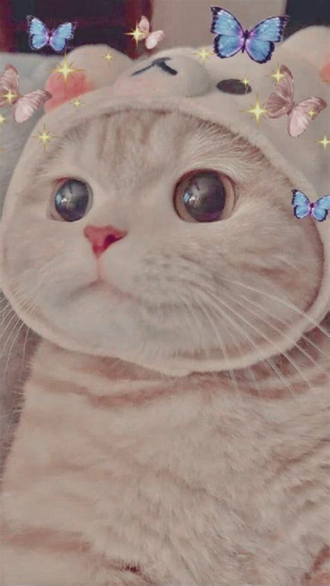 Gambar Kucing Comel Dan Lawak
