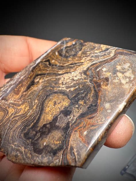 Oldest Fossil On Earth Dated ~1 1 Billion Years Old Fossilised