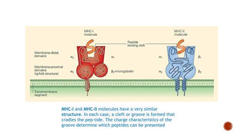 Antigen Process And Presentation And Then Mhc Molecules And Functions