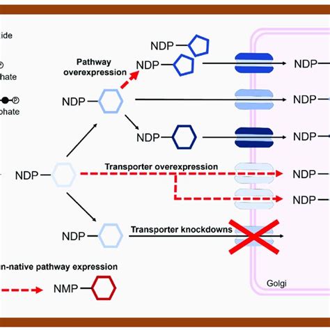Strategies For Nucleotide Sugar Engineering Nucleotide Sugars Serve As Download Scientific