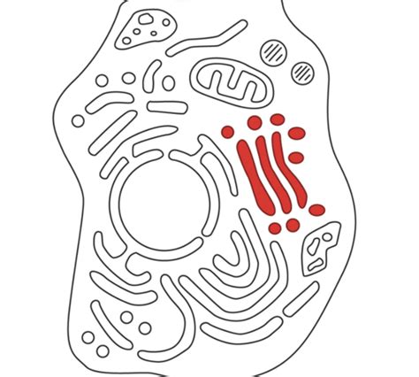 Cell Biol Chapter 1 Smartwork Flashcards Quizlet