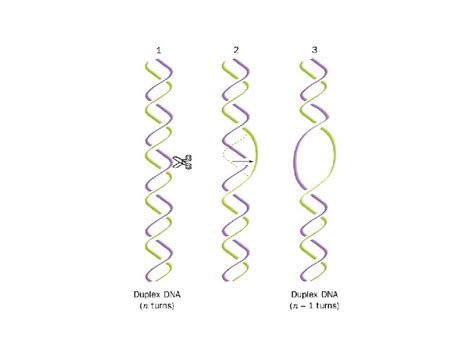 Supercoiled In Dna At Patty Watson Blog