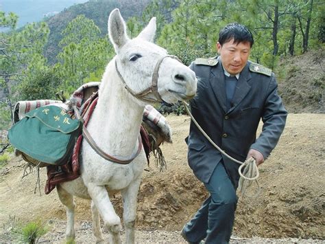 坚守马班邮路30余年感动中国邮递员王顺友因病逝世 荔枝网新闻