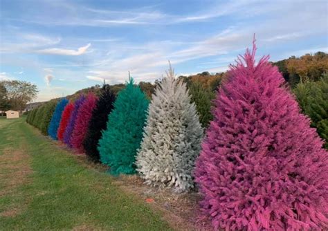 Wyckoff Christmas Tree Farm Is Offering Colored Christmas Trees