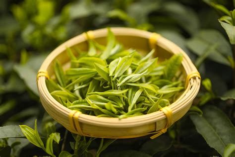 茶叶素材 茶叶模板 茶叶图片免费下载 设图网