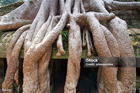타 프롬 나무 뿌리 앙코르와트 사원 단지 씨엠립 캄보디아 12세기에 대한 스톡 사진 및 기타 이미지 12세기 가리기 건축 Istock