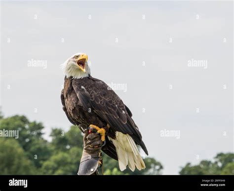 An American Bald Eagle Caps Off The Flying Display At The Hawk