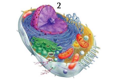 ბიოლოგიის აბიტურიენტის და მასწავლებლის ჯგუფი 2023 2024