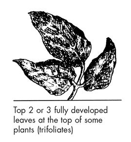 Plant Analysis Sampling Instructions Mississippi State University Extension Service