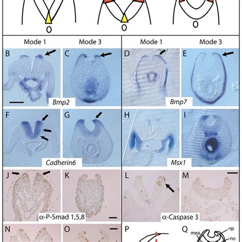 Bmp Signalling During Mouse Spinal Neurulation A Diagrammatic Download Scientific Diagram