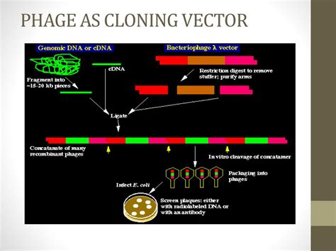 Ppt Bacteriophage Powerpoint Presentation Free Download Id1928139