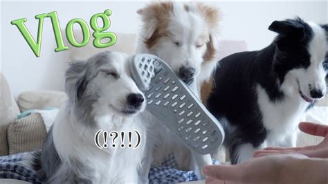 여전히 귀여운 중년 보더콜리들과의 하루 Youtube
