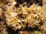 動物 維基百科自由的百科全書