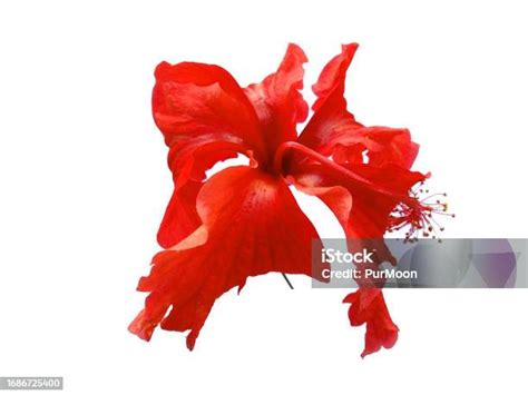 히비스커스 재배 꽃은 흰색 배경에 분리되어 있습니다 꽃 프레임 또는 다른 장식을위한 분홍색 꽃입니다 히비스커스 꽃 또는 아욱 가족 아욱 0명에 대한 스톡 사진 및 기타