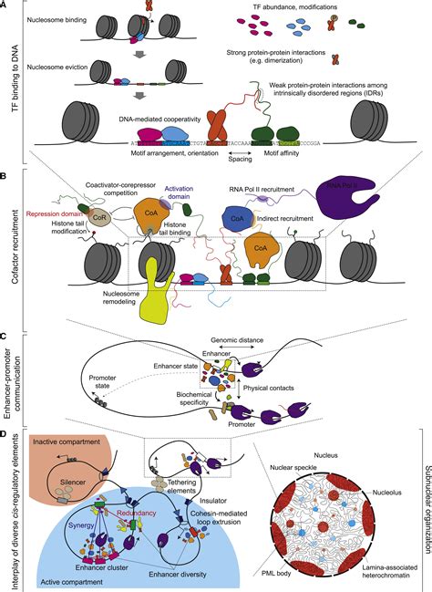 Deciphering The Multi Scale Quantitative Cis Regulatory Code Molecular Cell
