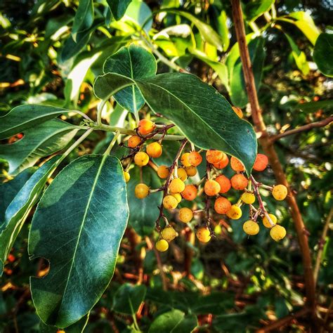 Pacific Madrone Berries Pacific Madrone Trees Are Some Of … Flickr