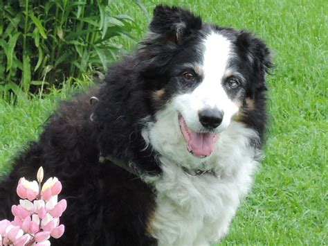 Solve Sam ️ Jigsaw Puzzle Online With 30 Pieces