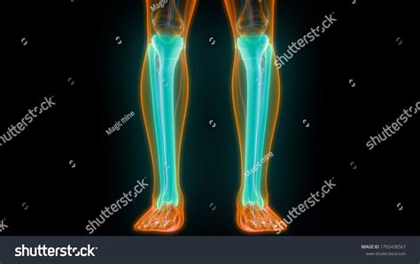 Human Skeleton System Tibia Fibula Bone Stock Illustration Shutterstock