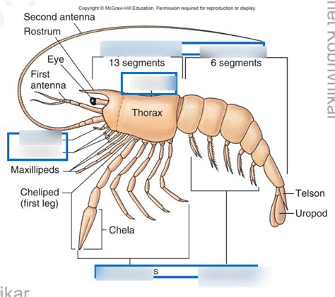 Diagram Of Subphylum Crustacea Quizlet