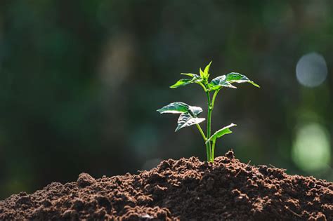 토양 개념에서 성장 하는 클로즈업 젊은 식물 부드러운 녹색 나무 배경에 자연 또는 농업을 저장 합니다 0명에 대한 스톡 사진 및 기타 이미지 Istock