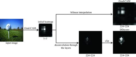 Comparison Between Layer Wise Deconvolution And Bilinear Interpolation