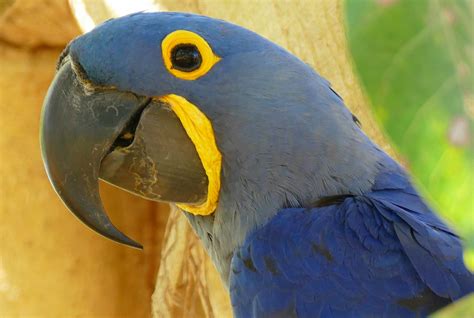 Definitive Guide To Hyacinth Macaw Facts Habitat Conservation Status