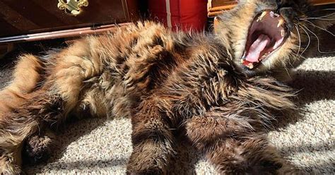 Bonkers Cont Album On Imgur