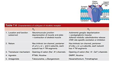 Synthesis And Catabolism Of Acetylcholinepdf