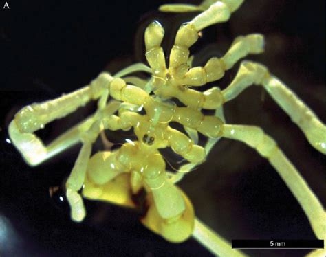 Ice Spiders New Species Of Large Sea Spider Found In Antarctica