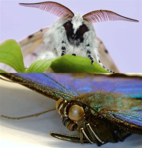 Difference Between Moth And Butterfly Venn Diagram Moths But