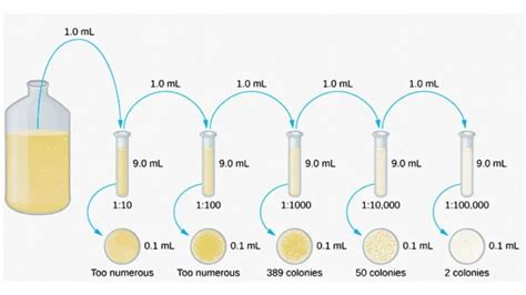 Dilution Nomenclature At Lindy Rossi Blog