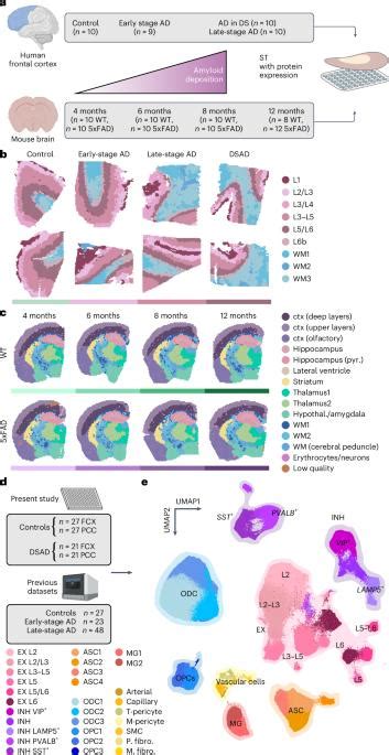 Spatial And Single Nucleus Transcriptomic Analysis Of Genetic And