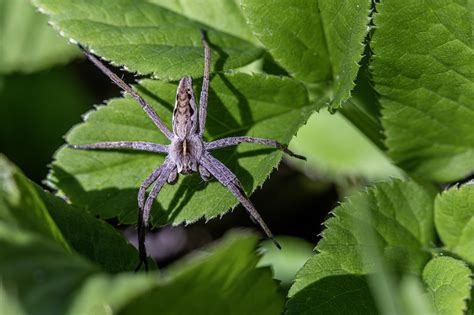 European Nursery Web Spider Free Photo On Pixabay Pixabay