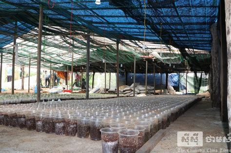 វៀតណាម២នាក់លួចដាំ«កញ្ឆា១ហិកតានៅមណ្ឌលគិរី សុីសុីថាមស៍